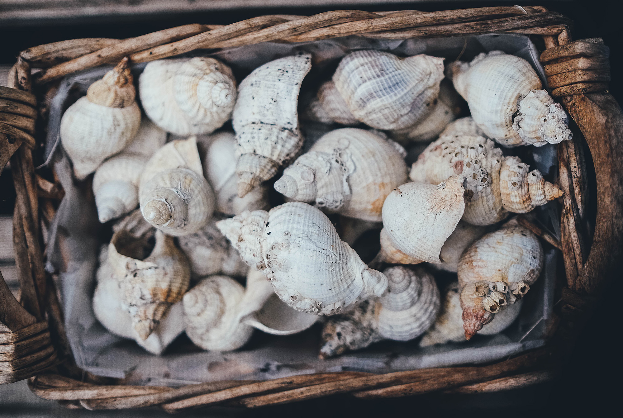 shells - Clinica Dental Carolina Lopez